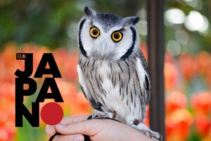 10 Species Of Owls In Japan (With Photos!) - Apfisn